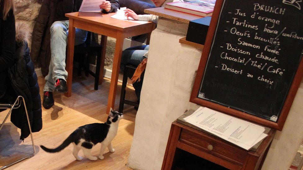 Parisian cafes: Now with cats? - BBC Travel