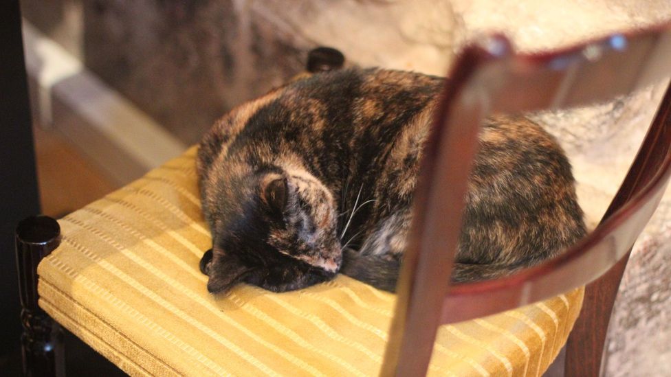 Parisian cafes: Now with cats? - BBC Travel