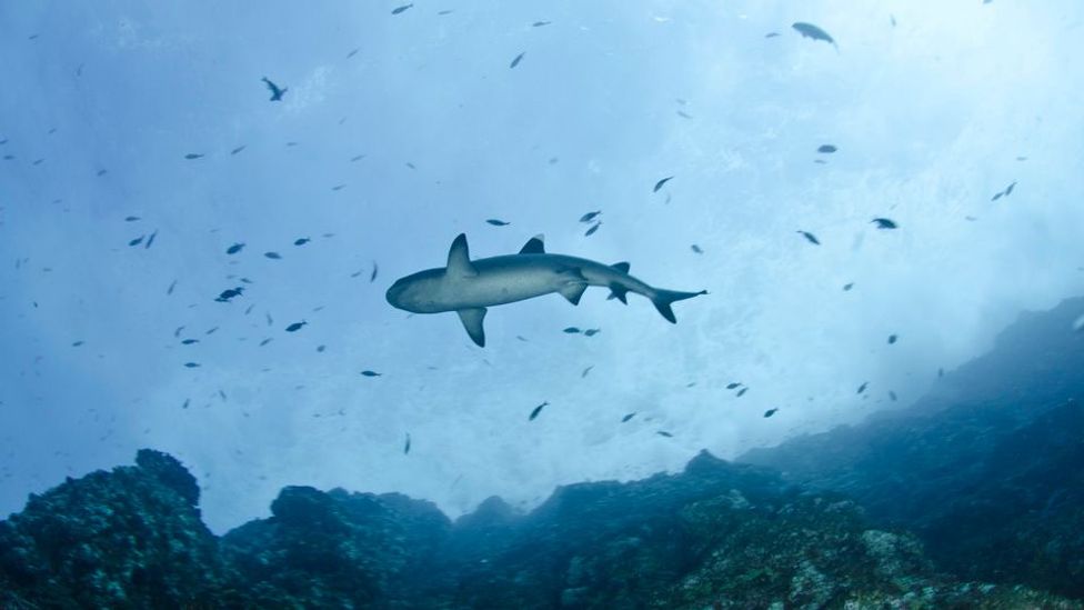 Swimming with sharks in Mexico - BBC Travel