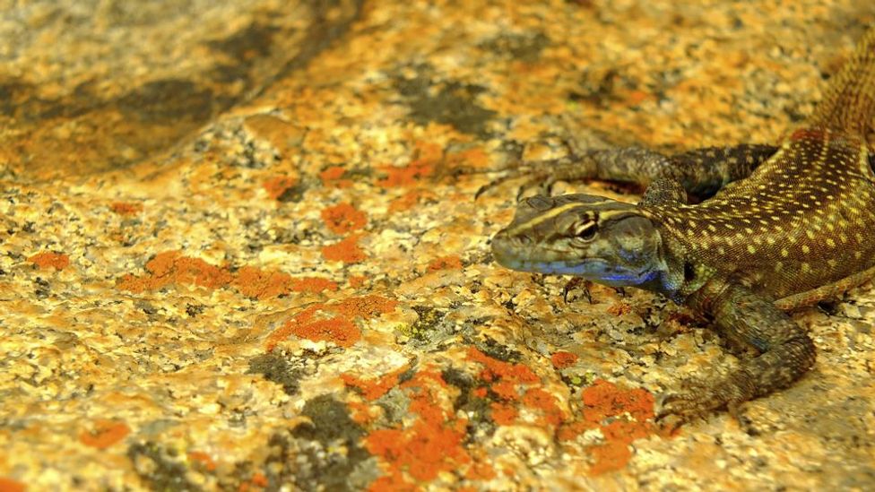 Africa’s Salvador Dali dreamscape - BBC Travel