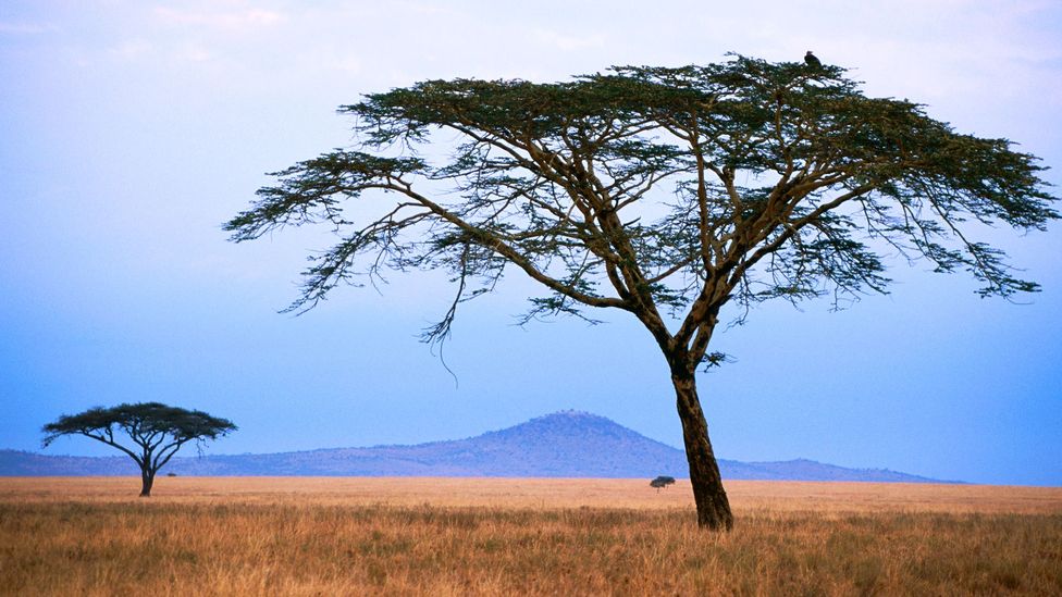 On the hunt with Hemingway - BBC Travel