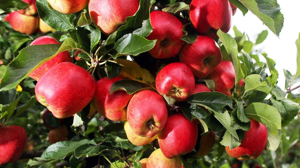 A drink more American than beer? - BBC Travel