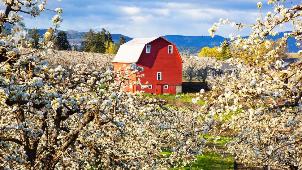 A drink more American than beer? - BBC Travel