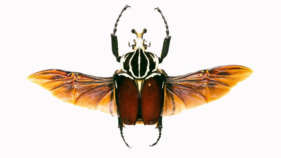 Nature’s Ultimate Fighting Champion - BBC Future