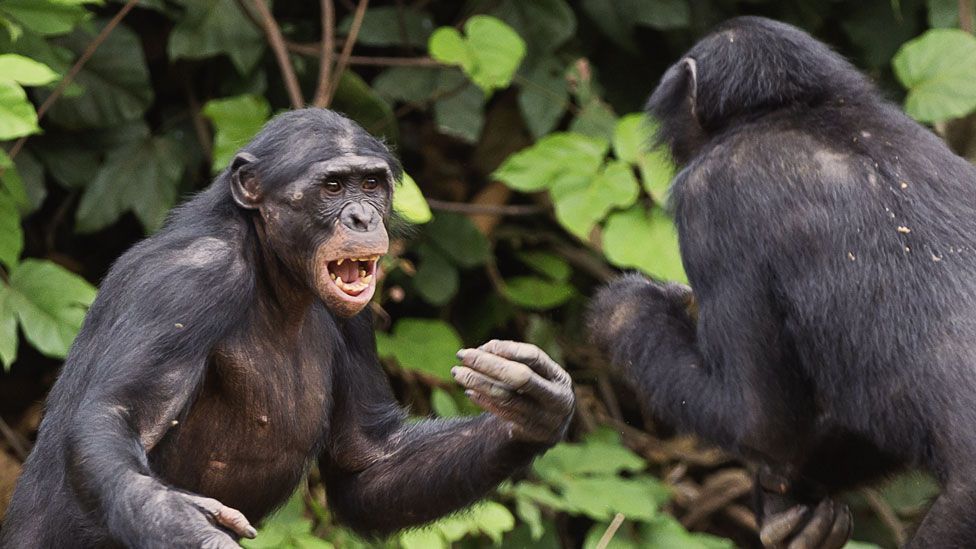 Do animals bully one another? - BBC Future