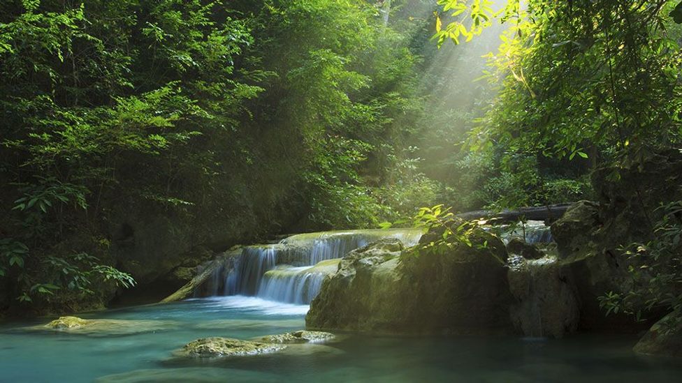 A crash course in jungle survival - BBC Travel