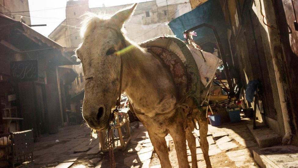 The stories – and secrets – of Fez - BBC Travel