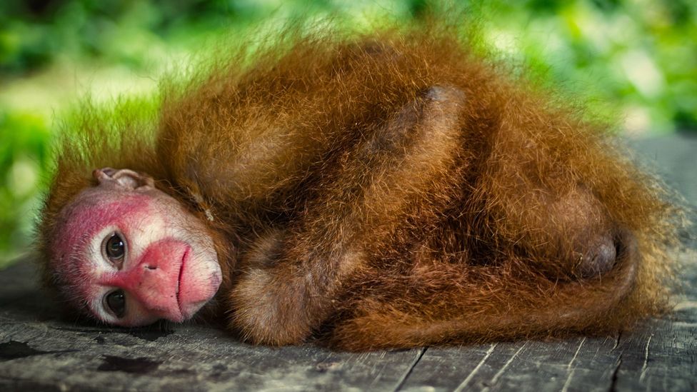 Sleeping on stilts in the Amazon - BBC Travel