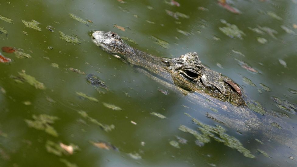 Sleeping on stilts in the Amazon - BBC Travel