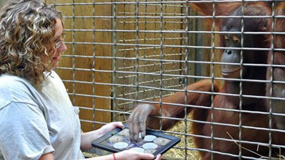 Why animals can’t resist touchscreen technology - BBC Future