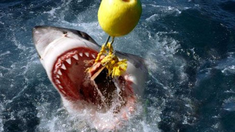 Protecting sharks off Florida’s eastern coast - BBC Travel