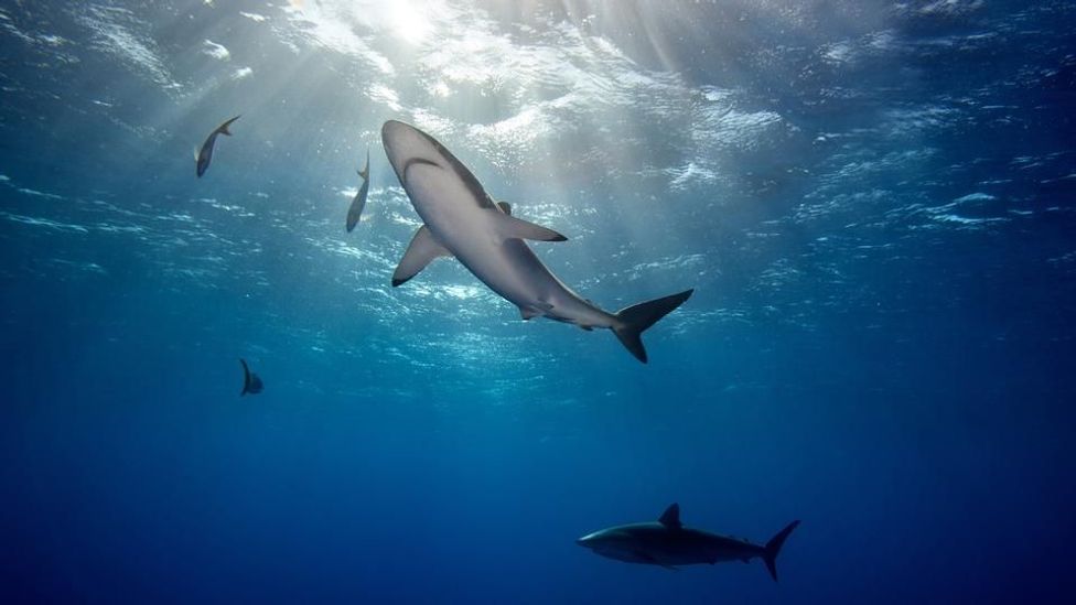 Our favourite images of the week - BBC Travel