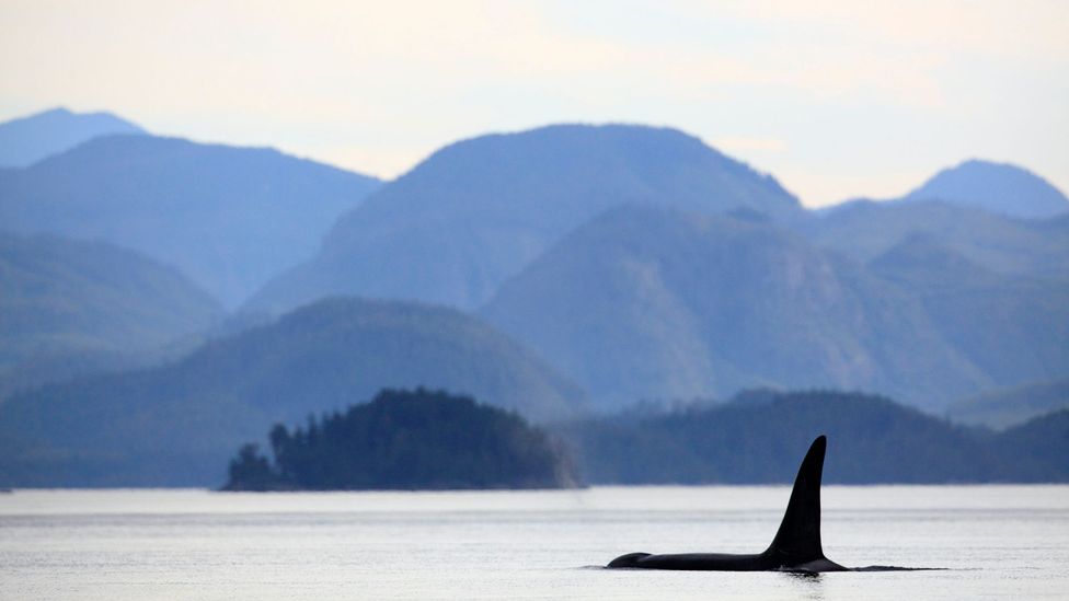 A quest to see Canada’s orcas in the wild - BBC Travel