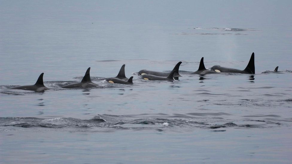 A quest to see Canada’s orcas in the wild - BBC Travel