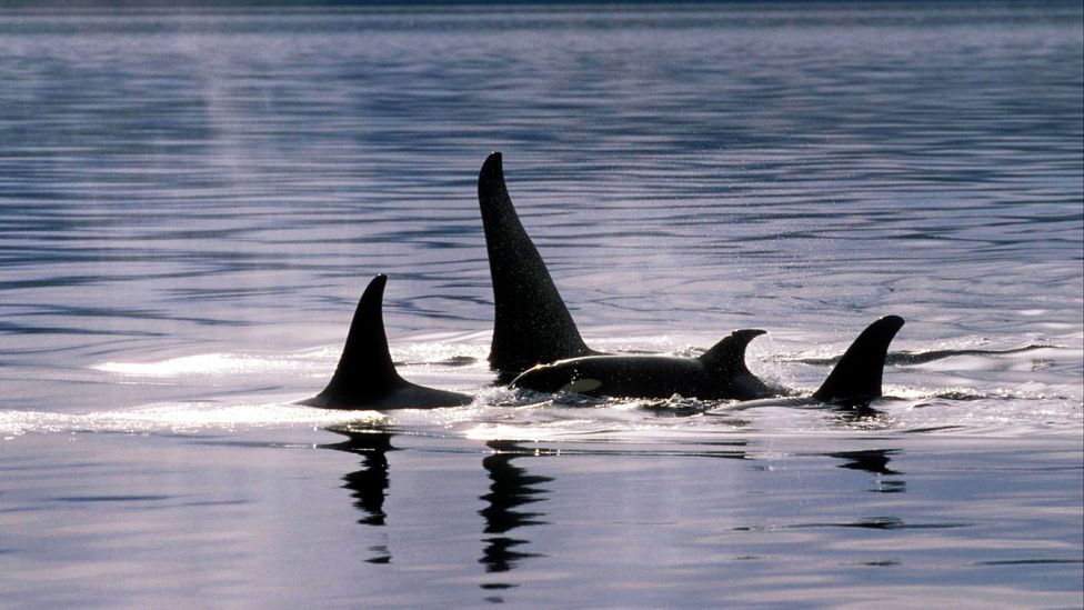 A quest to see Canada’s orcas in the wild - BBC Travel