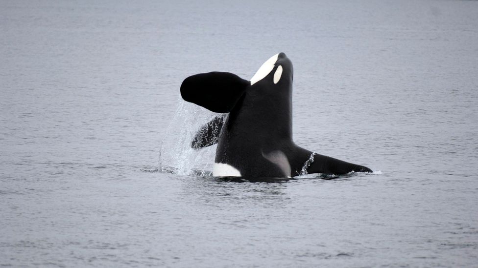 A quest to see Canada’s orcas in the wild - BBC Travel