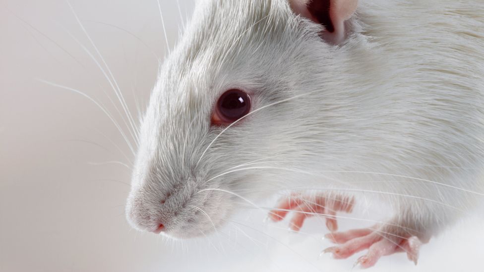 How Facebook makes you a lab rat - BBC Future