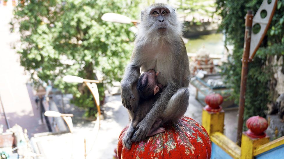 More than a tropical Shangri-la - BBC Worklife