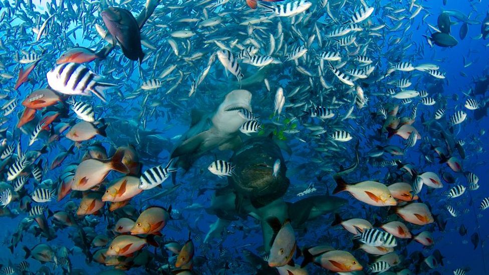 In Fiji, diving with big, hungry sharks - BBC Travel
