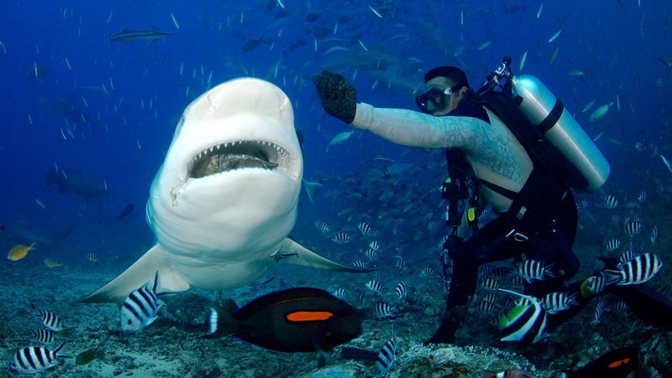 In Fiji, diving with big, hungry sharks - BBC Travel