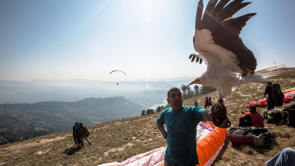 Soaring over Nepal with threatened vultures - BBC Travel