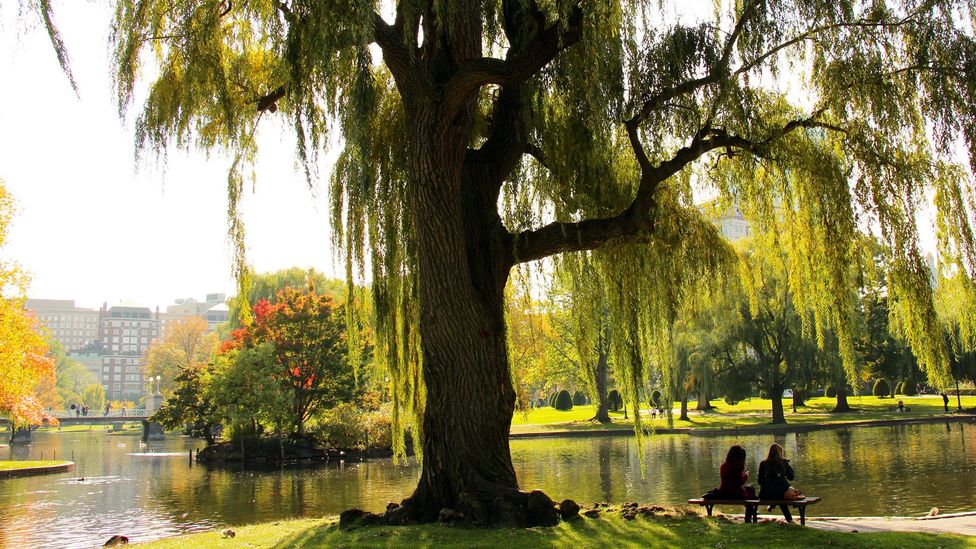 The Boston immortalised in Good Will Hunting - BBC Travel