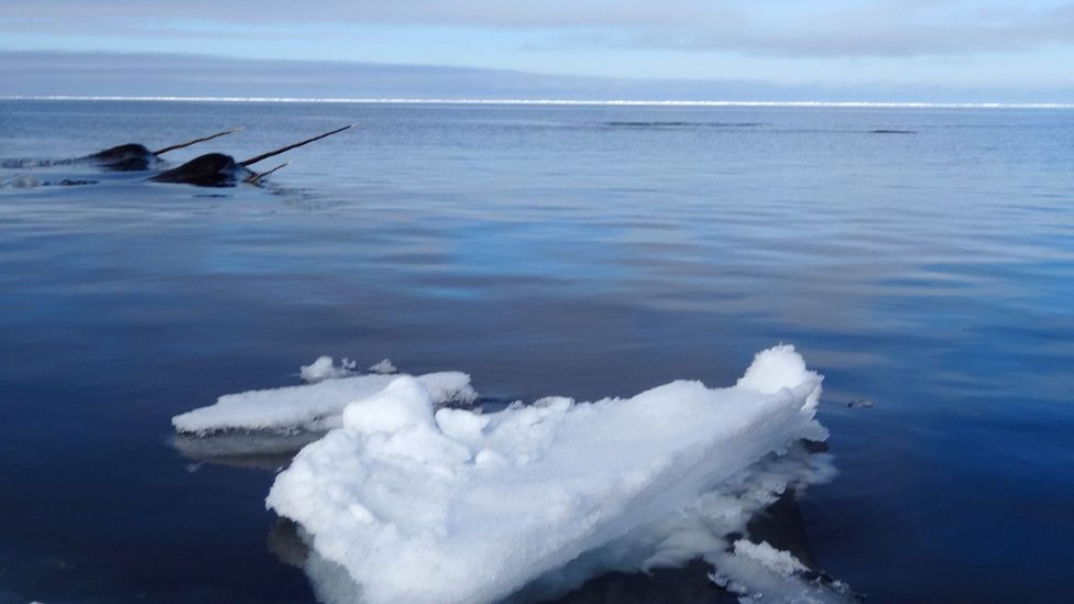 An icy adventure to the floe edge - BBC Travel