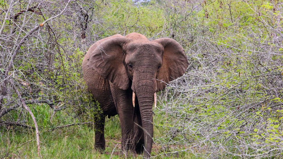 A homecoming for Rwanda’s lions - BBC Travel
