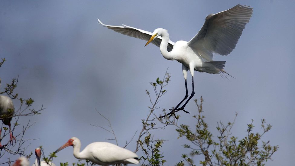 Birding in Zambia’s wild - BBC Travel