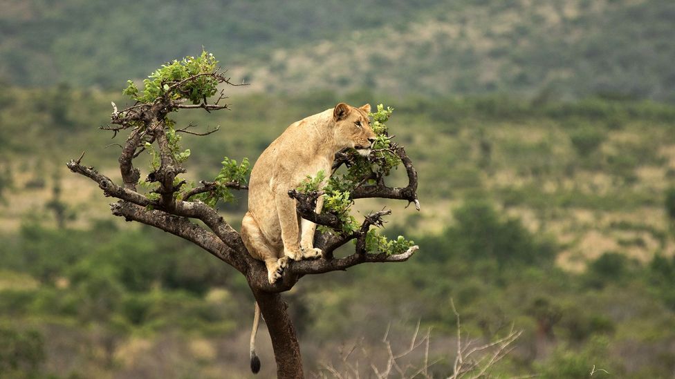 A homecoming for Rwanda’s lions - BBC Travel