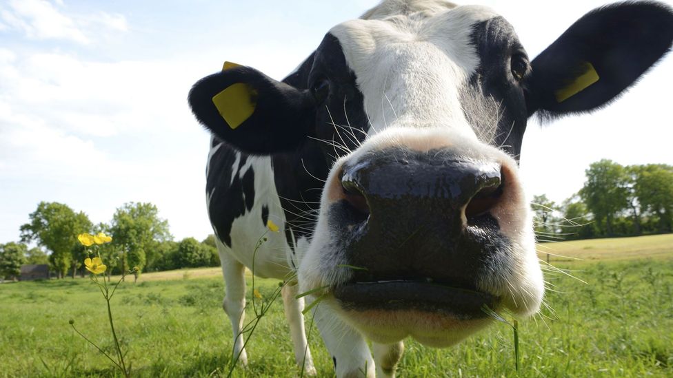 How it feels to live with no sense of smell - BBC Future