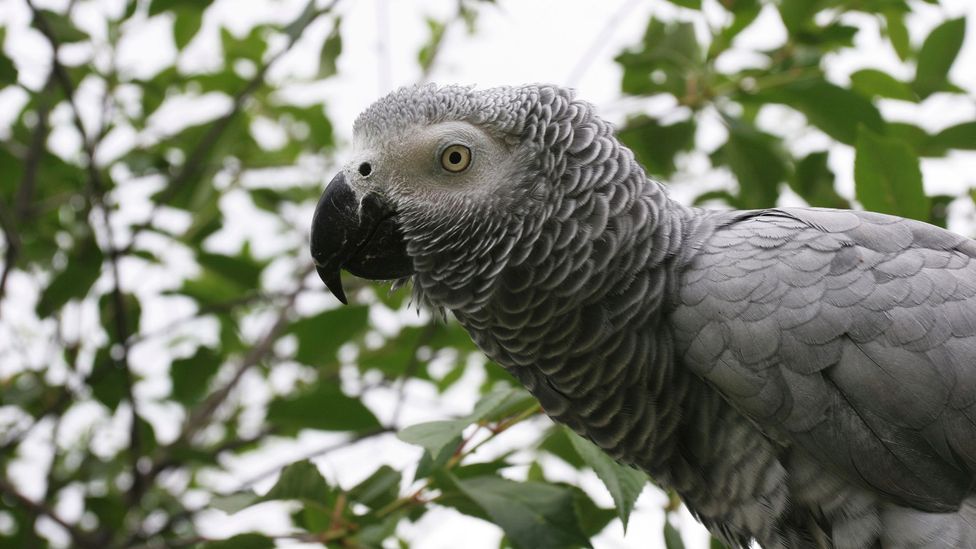 Tanzania's sanctuary for threatened animals - BBC Travel