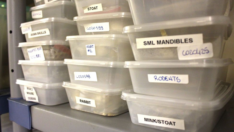 Britain’s real-life bone collectors - BBC Future