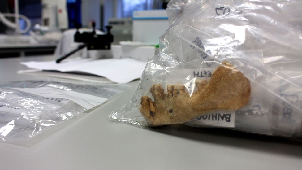 Britain’s real-life bone collectors - BBC Future