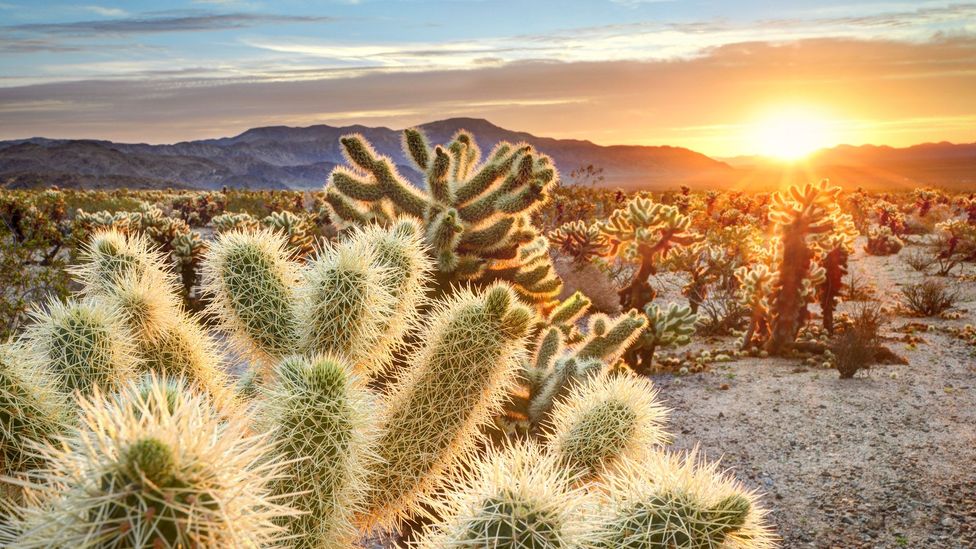 A hero in a harsh, high-desert world - BBC Travel