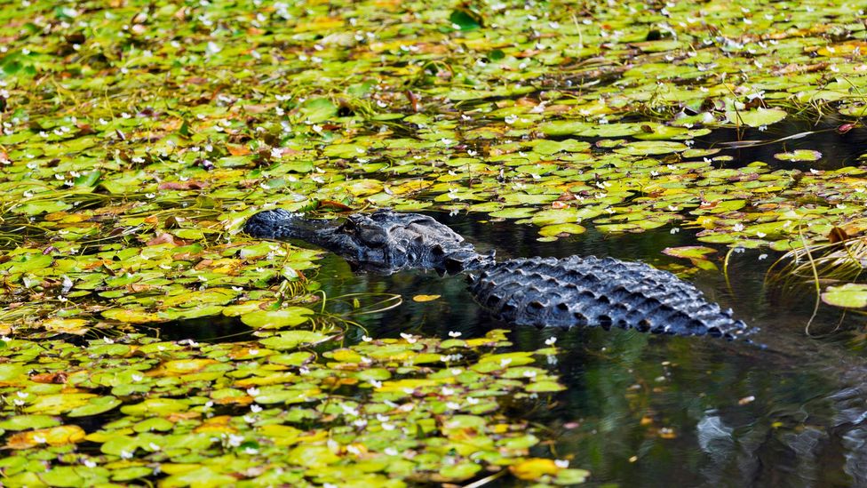 A US national park that once held nukes - BBC Travel