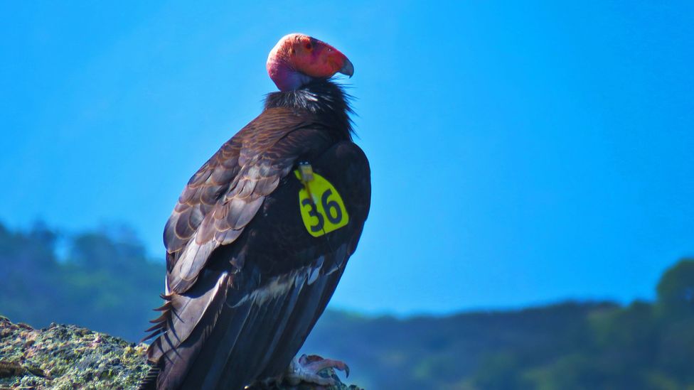 Where condors learn to soar - BBC Travel