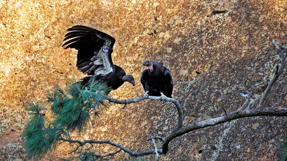 Where condors learn to soar - BBC Travel