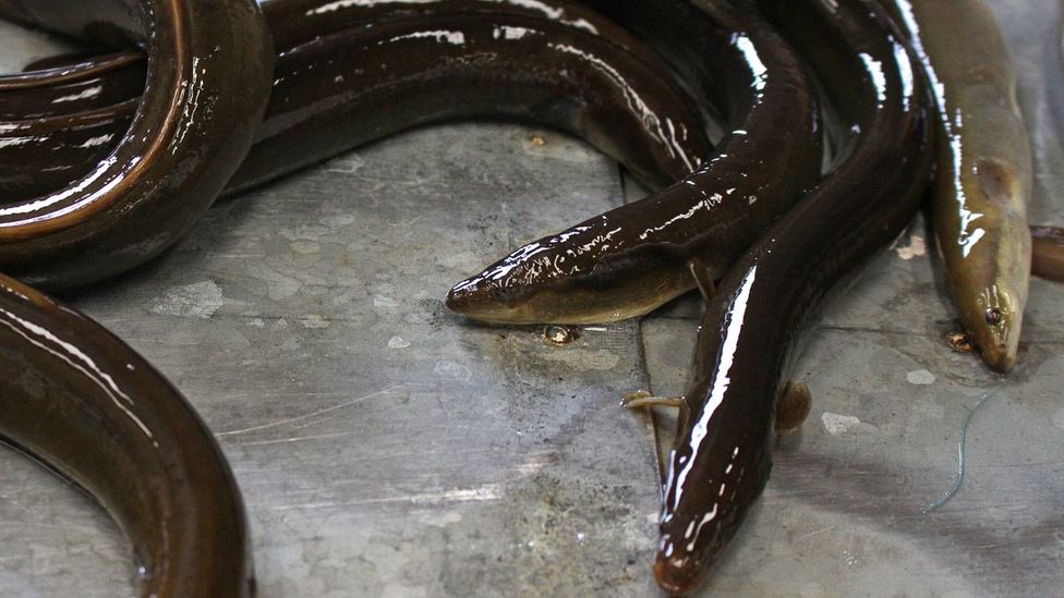 The UK’s most slippery export - BBC Worklife