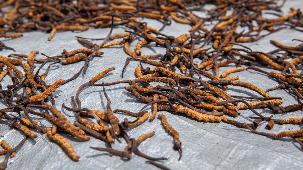 A new trade on the ancient Silk Route - BBC Travel