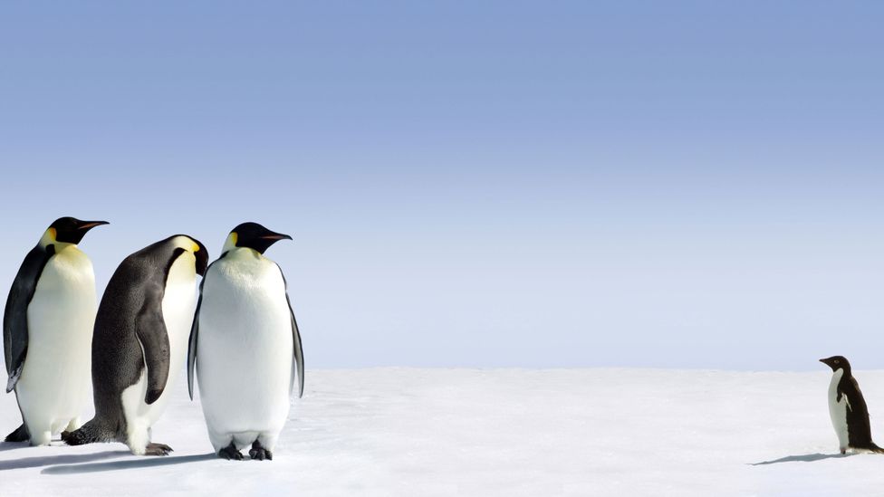 The sailors who sing to penguins - BBC Culture