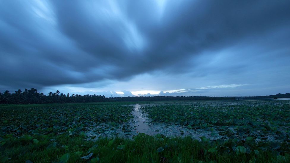 The perfume that harnesses the monsoon - BBC Travel