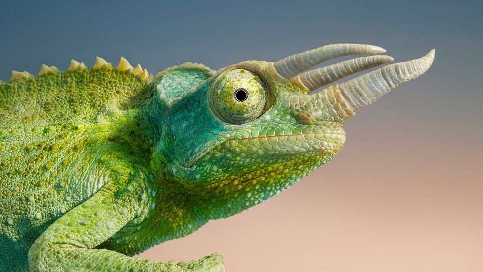 The downsides of 'being yourself' at work - BBC Worklife