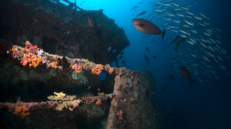 The animals thriving in the Anthropocene - BBC Future