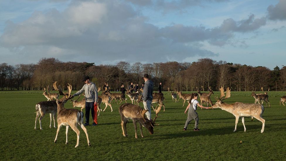 The animals thriving in the Anthropocene - BBC Future