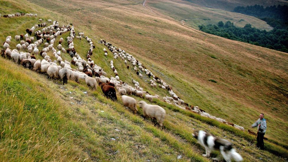 The country that brought yoghurt to the world - BBC Travel