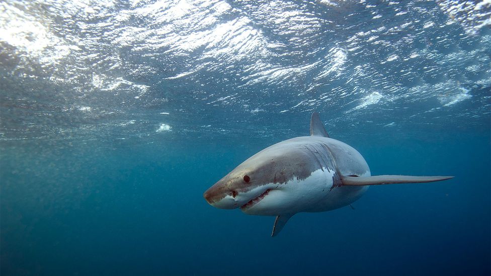Can technology save you from a shark attack? - BBC Future
