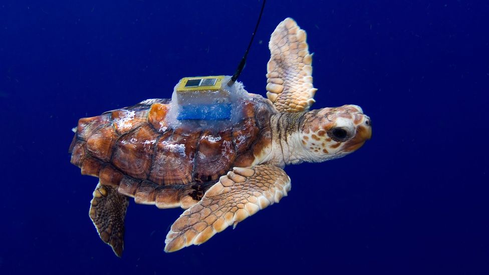 The Internet of Things is going wild - BBC Future