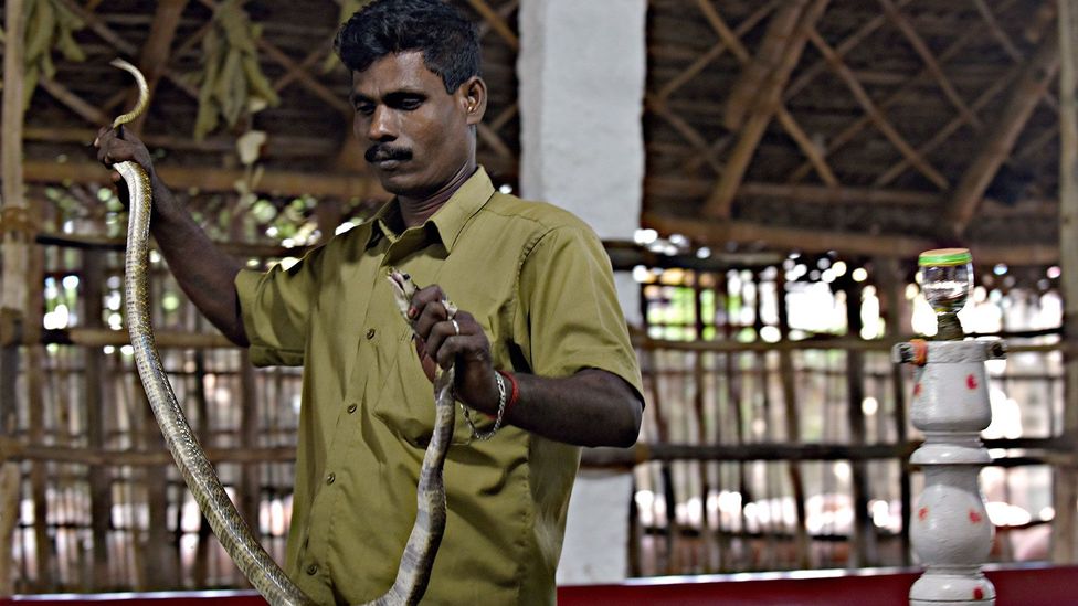 The snake people of southern India - BBC Travel
