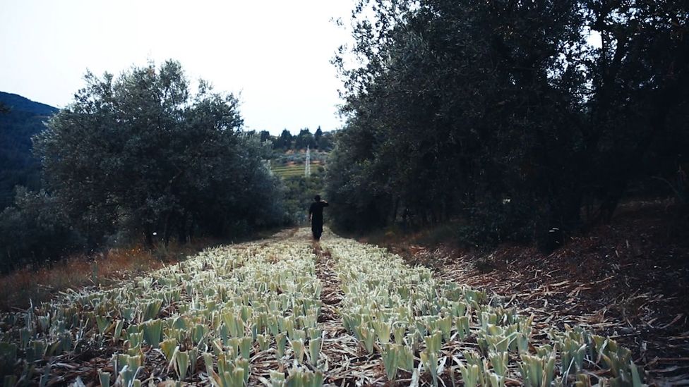 Orris: The world’s rarest perfume ingredient - BBC Travel